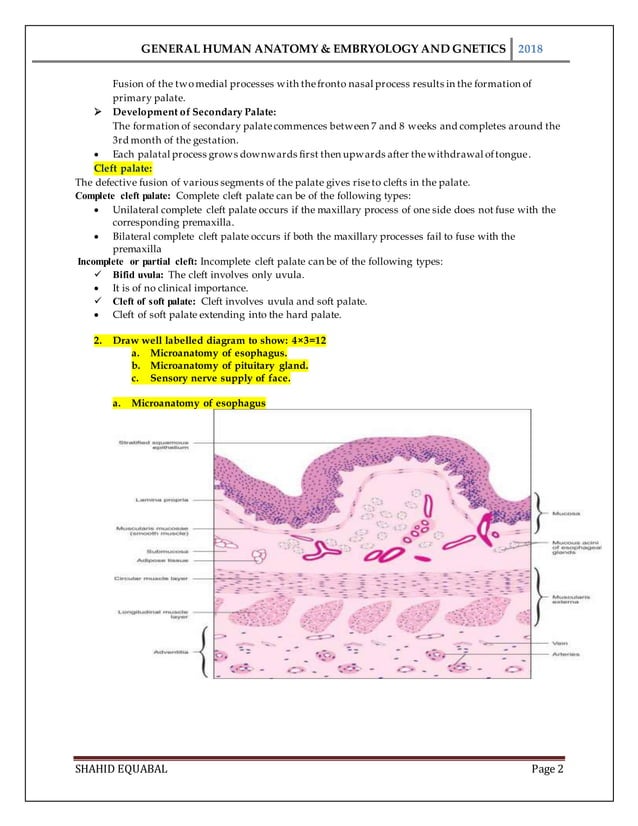 General human anatomy 2018 | DOCX