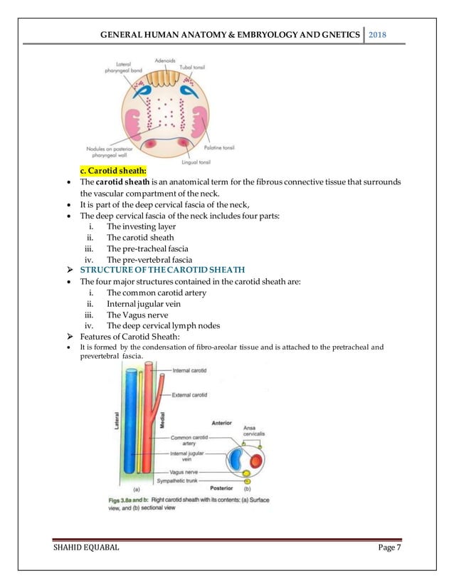 General human anatomy 2018 | DOCX