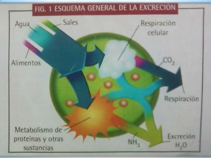 Generalidades DE LA EXCRECIÒN