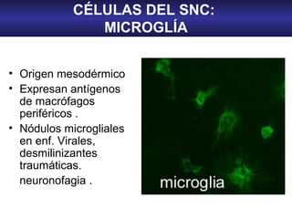 Generalidades Neuroanatomia | PPT
