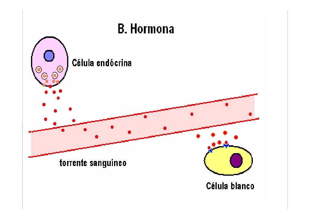 Generalidades de-hormonas