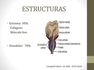Generalidades-de-la-prostata ANATOMIA Y FISIO | PPTX