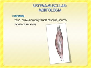 Generalidades v(musculos) | PPT