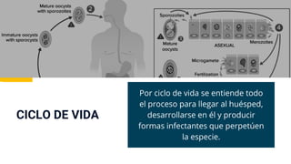 Generalidades De Los Parásitos Protozoarios Metazoarios 3pdf