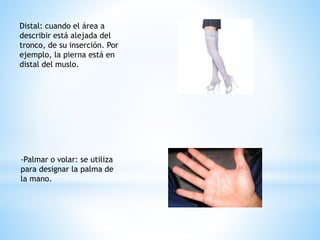 Generalidades anatomia | PPTX