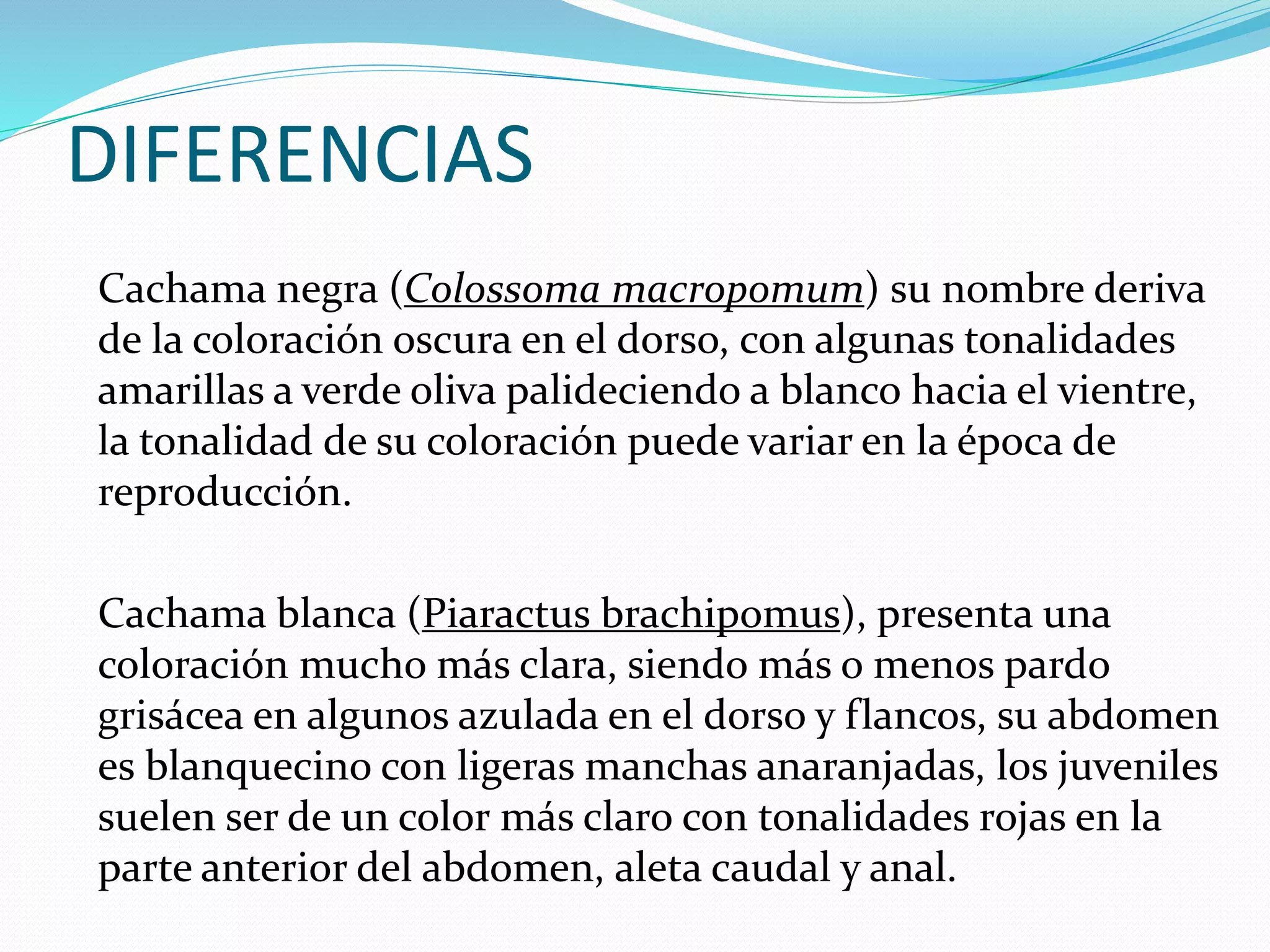 Generalidades Cachama | PPTX