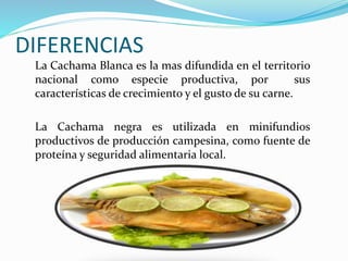 Generalidades Cachama | PPTX