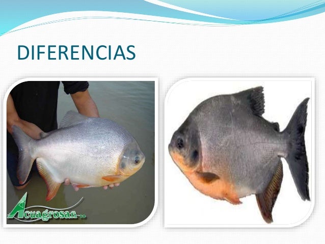 Generalidades Cachama