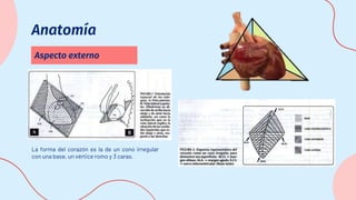Generalidades cardiología y sistema de conducción eléctrico | PPTX