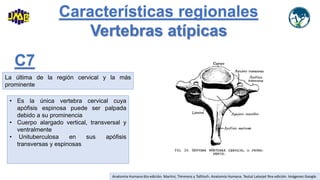 generalidades columna vertebral y anatom | PPTX