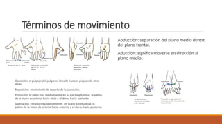 Generalidades de anatomía humana: conceptos básicos | PPTX