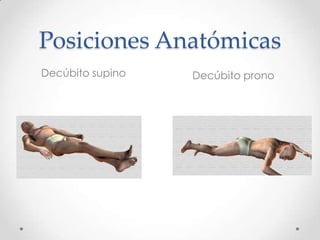 Generalidades de anatomia | PPTX