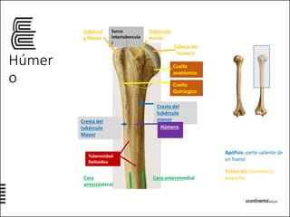 GENERALIDADES DE ANATOMIA HUMANA MIEMBRO SUPERIOR | PDF