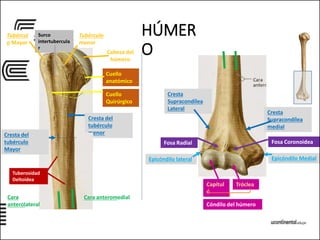GENERALIDADES DE ANATOMIA HUMANA MIEMBRO SUPERIOR | PDF