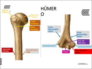 GENERALIDADES DE ANATOMIA HUMANA MIEMBRO SUPERIOR | PDF