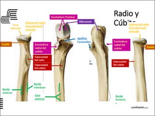 GENERALIDADES DE ANATOMIA HUMANA MIEMBRO SUPERIOR | PDF