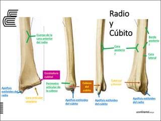GENERALIDADES DE ANATOMIA HUMANA MIEMBRO SUPERIOR | PDF