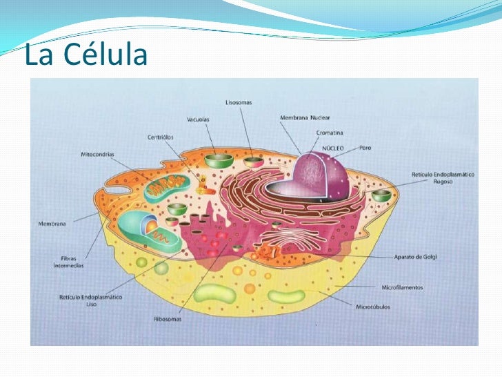 Generalidades De Anatomia Y Fisiologia Humana