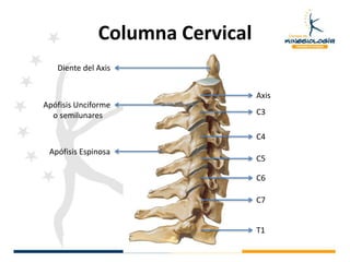 Generalidades de anatomia y osteología :) | PPTX