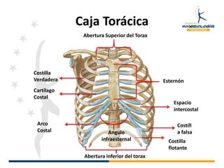 Generalidades de anatomia y osteología :) | PPTX