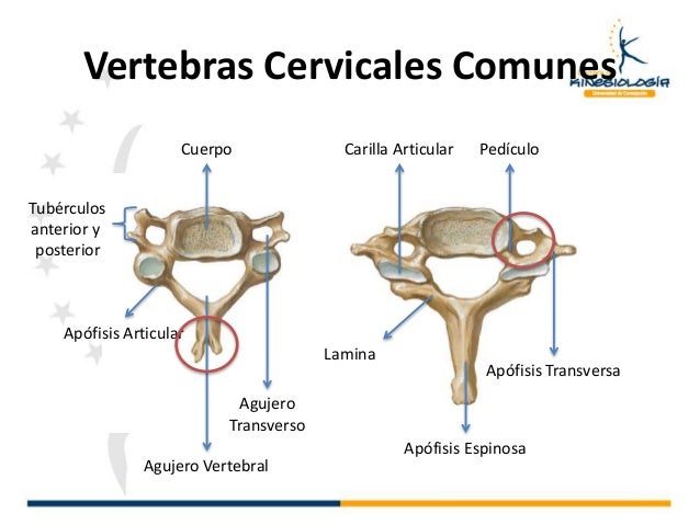 Generalidades de anatomia y osteología :)