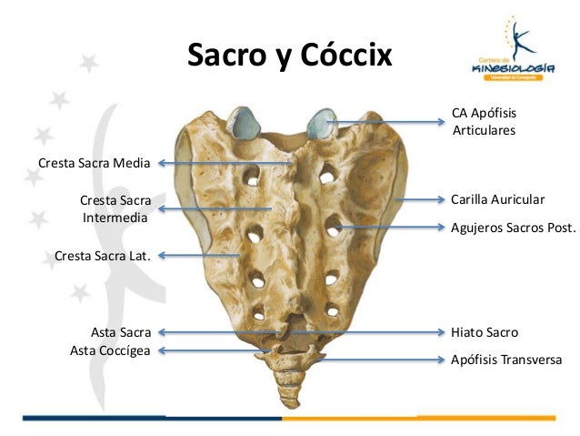 Generalidades de anatomia y osteología :)