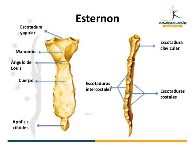 Generalidades de anatomia y osteología :)