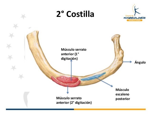 Generalidades de anatomia y osteología :)
