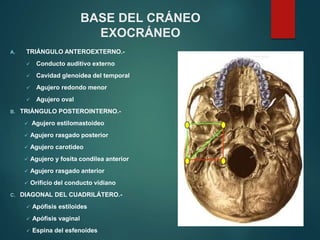 Generalidades de craneo boveda y base | PPTX