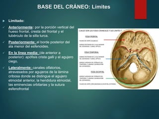 Generalidades de craneo boveda y base | PPTX