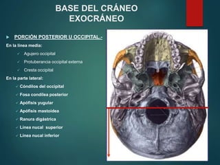 Generalidades de craneo boveda y base | PPTX