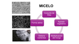 GENERALIDADES DE LOS HONGOS EN PODOLOGIA | PPTX