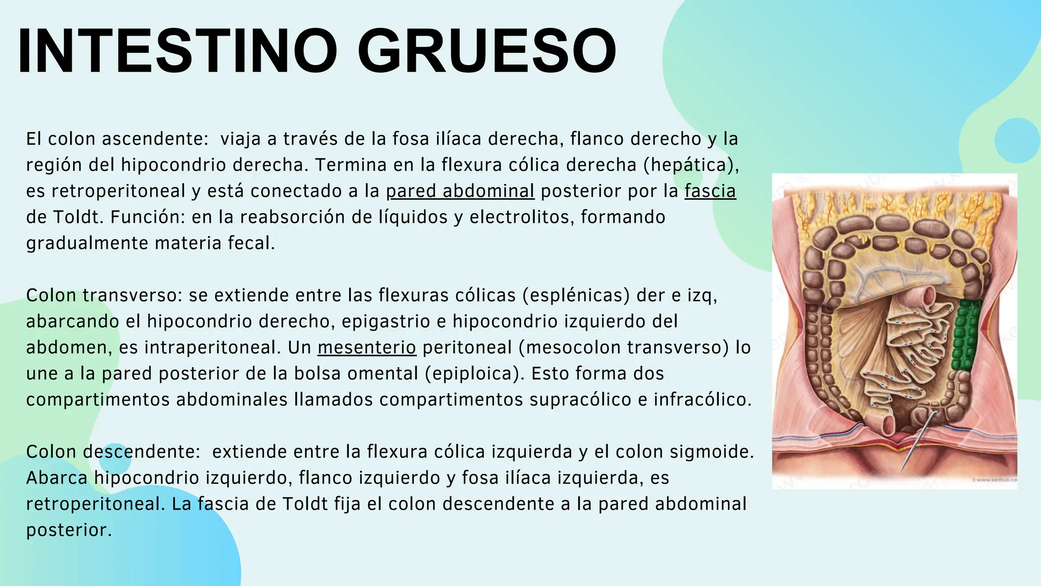 GENERALIDADES DE INTESTINO............. S | PDF