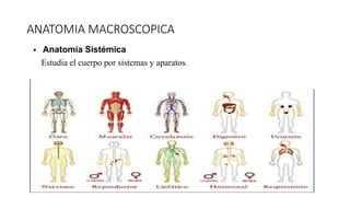 Generalidades de la anatomia | PPTX