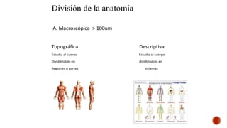 GENERALIDADES DE LA ANATOMIA Y LA FISIOLOGIA.pptx