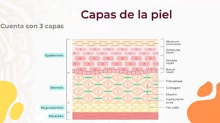 Generalidades de la dermatología (Presentación 2024) Nicole.pdf