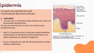 Generalidades de la dermatología (Presentación 2024) Nicole.pdf