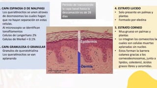 Generalidades de la dermatología (Presentación 2024) Nicole.pdf