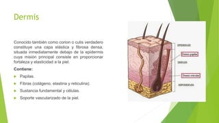 Generalidades de la piel.pptx