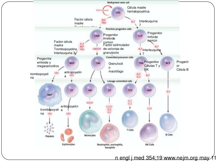 Generalidades de la sangre
