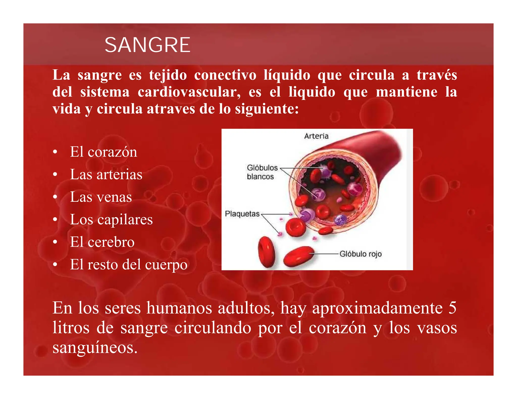 GENERALIDADES DE LA SANGRE. Globulos rojos y blancospdf | PDF