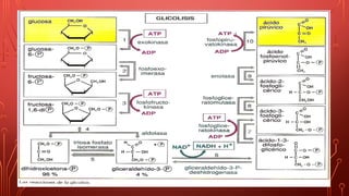 GENERALIDADES DEL METABOLISMO DE MACROMOLECULAS Y MICROMOLECULAS.pptx