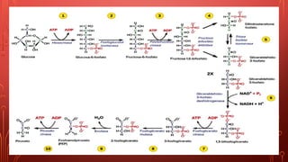 GENERALIDADES DEL METABOLISMO DE MACROMOLECULAS Y MICROMOLECULAS.pptx