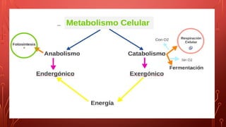 GENERALIDADES DEL METABOLISMO DE MACROMOLECULAS Y MICROMOLECULAS.pptx