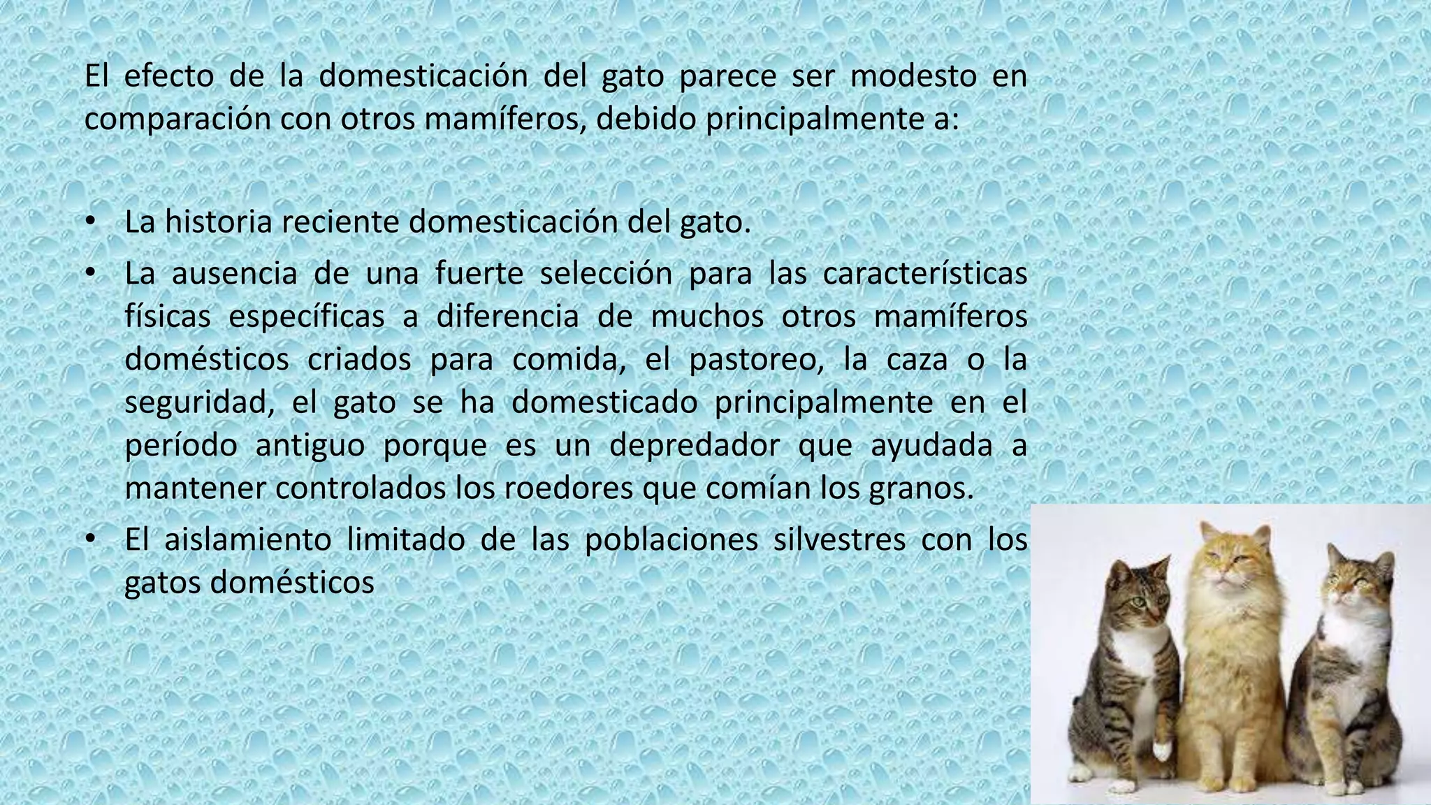 Generalidades de los gatos | PPT