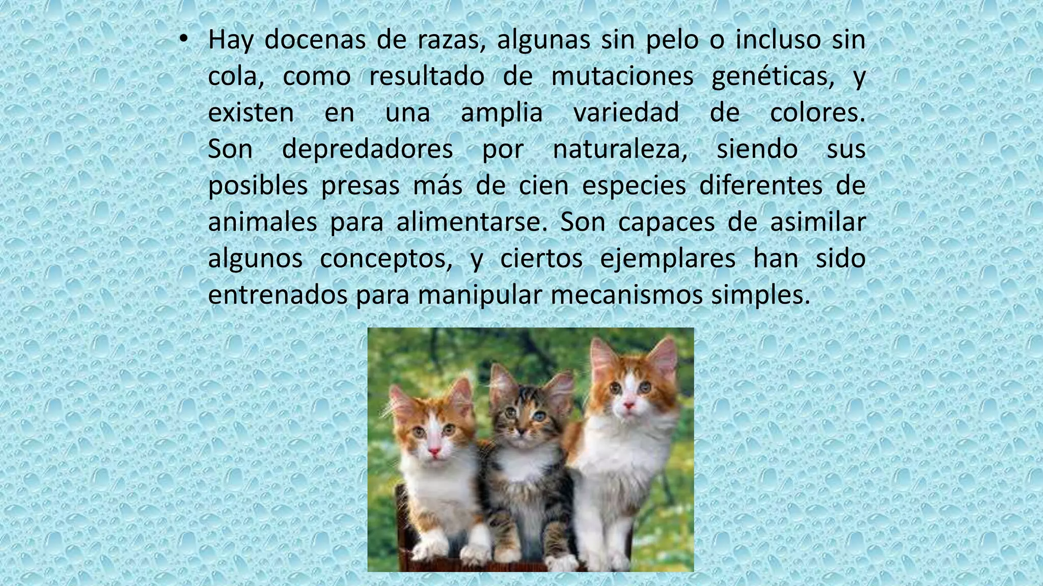 Generalidades de los gatos | PPT