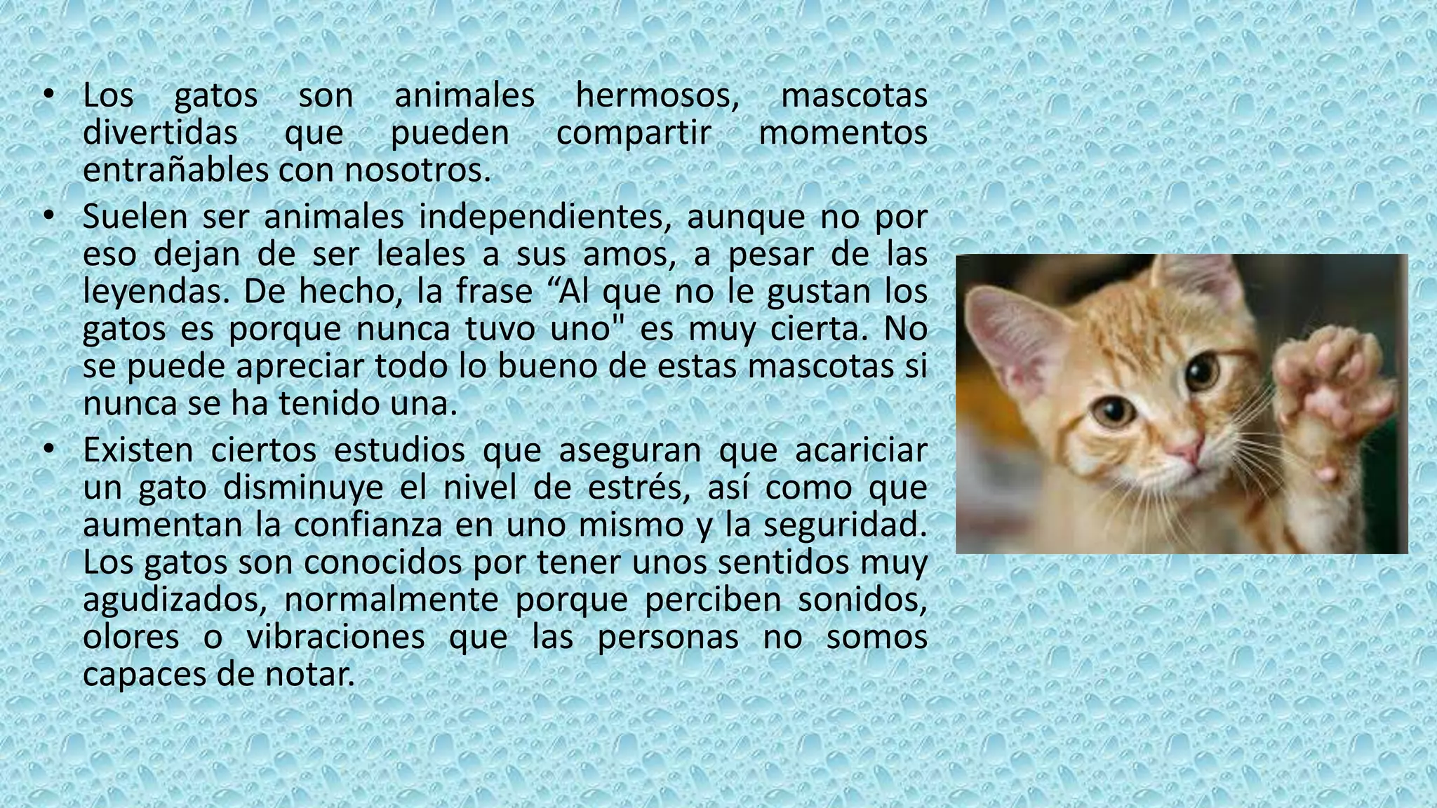 Generalidades de los gatos | PPT