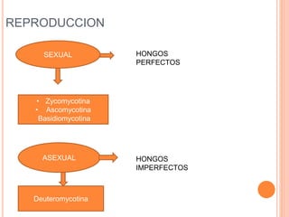 Generalidades de los hongos | PPTX