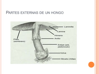 Generalidades de los hongos | PPTX