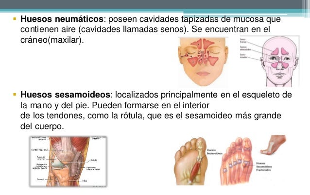 Generalidades de los huesos